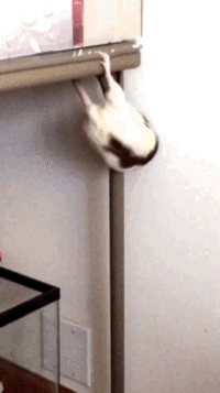 Rat GIFs - Get the best gif on GIFER