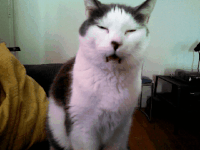 Snaggle GIFs - Get the best gif on GIFER