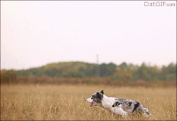 Backflip GIFs - Get the best gif on GIFER