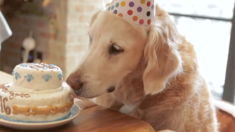 Eating cake GIF - Conseguir el mejor gif en GIFER