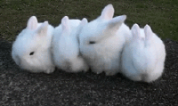 Rabbits GIFs - Get the best gif on GIFER