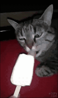 Aaaaaaaaaaaa GIF - Conseguir el mejor gif en GIFER