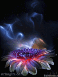 Flower GIFs - Get the best gif on GIFER