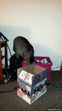 Tabigail GIFs - Get the best gif on GIFER