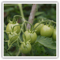 Томат GIFs - Get the best gif on GIFER