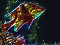 Coral GIFs - Get the best gif on GIFER