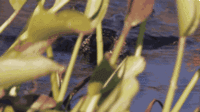 Alligator GIFs - Get the best gif on GIFER