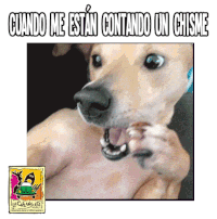 Chisme GIFs - Get the best gif on GIFER