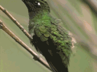 Aves GIFs - Get the best gif on GIFER