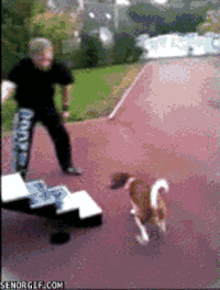 Sauter GIFs - Get the best gif on GIFER