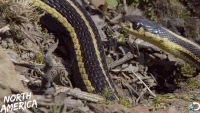 Snake GIFs - Get the best gif on GIFER