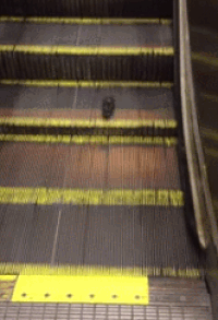 Escalator GIFs - Get the best gif on GIFER