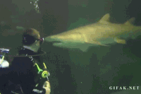 Wetsuit GIFs - Get the best gif on GIFER