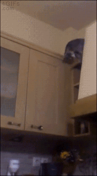 Cae GIF - Conseguir el mejor gif en GIFER