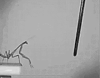 Mantis GIFs - Get the best gif on GIFER