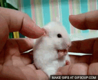 Replying GIFs - Get the best gif on GIFER