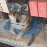 Dina manzo GIF - Conseguir o melhor gif em GIFER