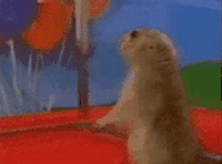Pt meme GIF - Conseguir o melhor gif em GIFER