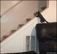 Cardboard GIFs - Get the best gif on GIFER