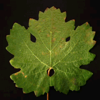 Leaves GIFs - Get the best gif on GIFER