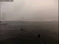 Whaleyikes GIFs - Get the best gif on GIFER