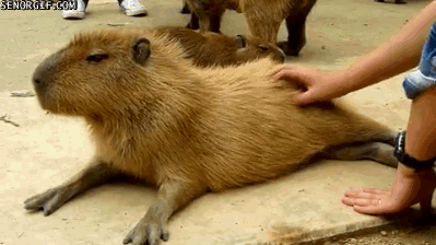 Capybara GIF - Conseguir el mejor gif en GIFER