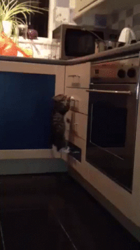 Kitty corner GIFs - Get the best gif on GIFER