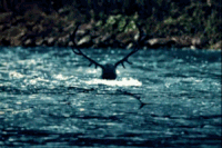 Filmore GIFs - Get the best gif on GIFER