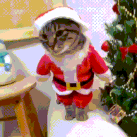 Christmas cat GIFs - Get the best gif on GIFER
