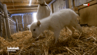 Ziege GIFs - Get the best gif on GIFER