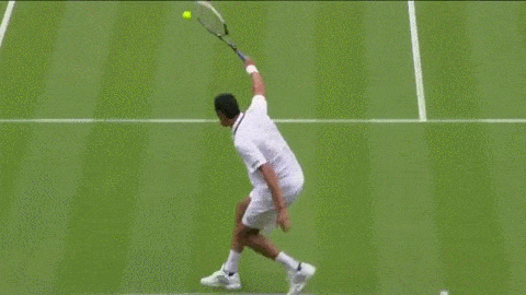Federer GIFs - Get the best gif on GIFER