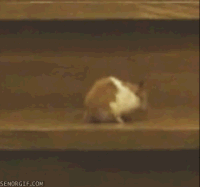 Gerbil GIFs - Get the best gif on GIFER