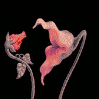 Exotic GIFs - Get the best gif on GIFER