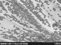 Microscope GIFs - Get the best gif on GIFER