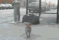 Pickpocket GIFs - Get the best gif on GIFER