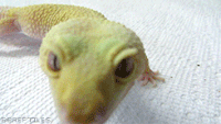 Geckos GIFs - Get the best gif on GIFER