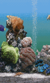Aquariums GIFs - Get the best gif on GIFER
