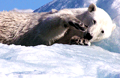 Polar GIFs - Get the best gif on GIFER