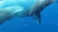 Whale GIFs - Get the best gif on GIFER