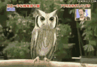 Superb GIFs - Get the best gif on GIFER