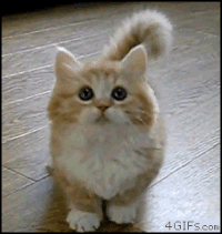 Yayy GIFs - Get the best gif on GIFER