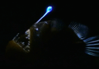 Bioluminescent GIFs - Get the best gif on GIFER