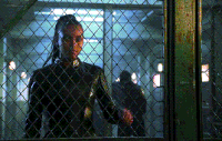 Tigress GIFs - Get the best gif on GIFER