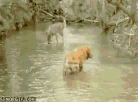 Crittersdeer GIFs - Get the best gif on GIFER