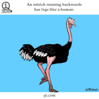 Fact GIFs - Get the best gif on GIFER