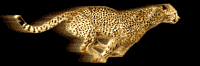 Cheetah GIFs - Get the best gif on GIFER