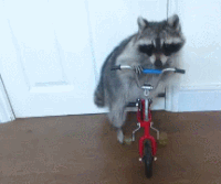 Racoon GIFs - Get the best gif on GIFER