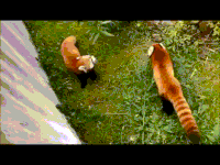 Population GIFs - Get the best gif on GIFER