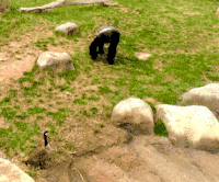 Goose GIFs - Get the best gif on GIFER