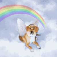 In memoriam GIFs - Obtenez le meilleur gif sur GIFER